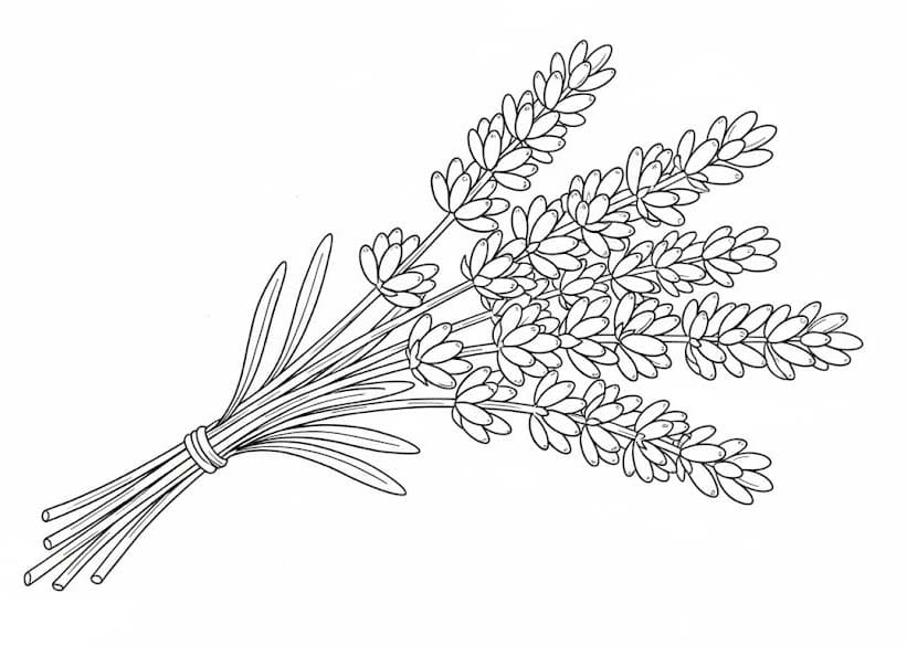 Fise de Colorat cu Desenează Lavandă gratuit - Descărcați, imprimați ...